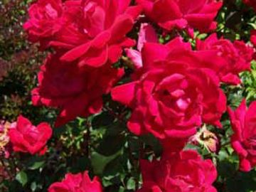 Double Knock Out® Rose - Roses - Stark Bro's