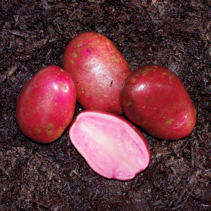 Adirondack Red Seed Potato - Stark Bro’s