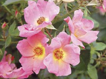 Rainbow Knock Out® Rose - Roses - Stark Bro’s