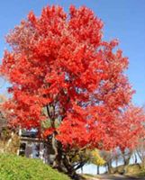 Maple Trees from Stark Bro's - Maple Trees For Sale