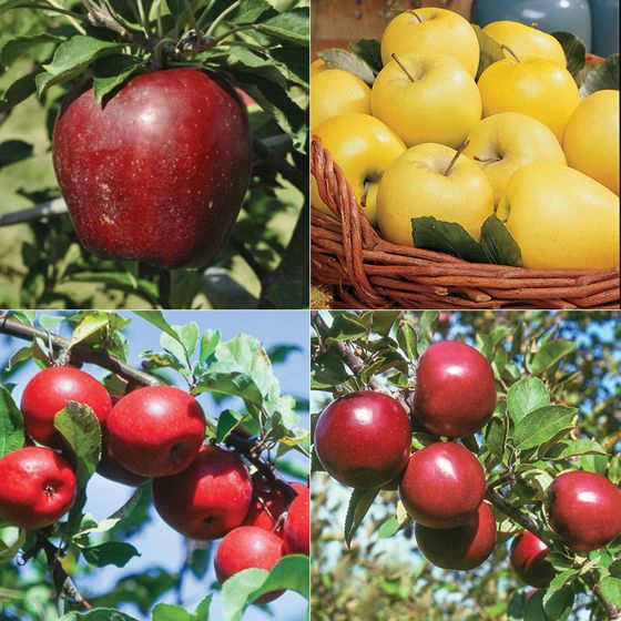 Starkspur® Apple Tree Collection - Stark Bro’s