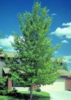 Hybrid Poplar (Shade Form) - Shade Trees - Stark Bro’s