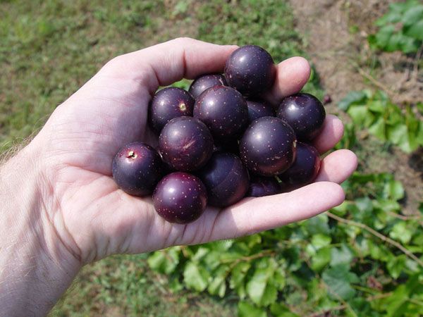 Nesbitt Muscadine Grape Vine - Stark Bro’s