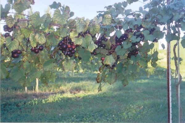 Nesbitt Muscadine Grape Vine - Stark Bro’s