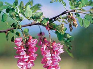 Purple Robe Locust - Flowering Trees - Stark Bro's