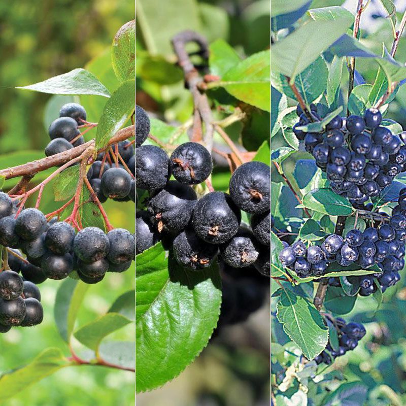 Four Seasons Aronia Berry Plant Collection - Stark Bro's