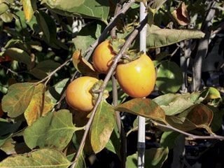 Chocolate Asian Persimmon Tree - Stark Bro’s