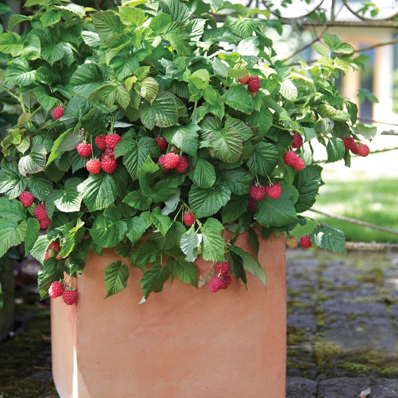 Bushel and Berry® Raspberry Shortcake® Plants - Stark Bro's Nurseries
