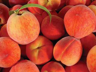 Garnet Beauty Peach Tree - Stark Bro’s