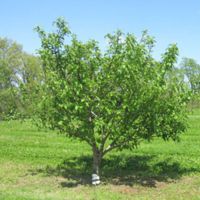 Fruit Trees for Sale - Buy Fruit Trees from Stark Bro's Nurseries