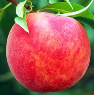 Starking® Delicious™ Peach Tree - Stark Bro’s