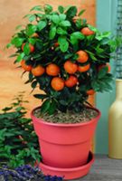 Dwarf Citrus Trees from Stark Bro's - Dwarf Citrus Trees For Sale