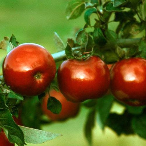 Stark® UltraRed™ Jonathan Apple Tree - Stark Bro’s