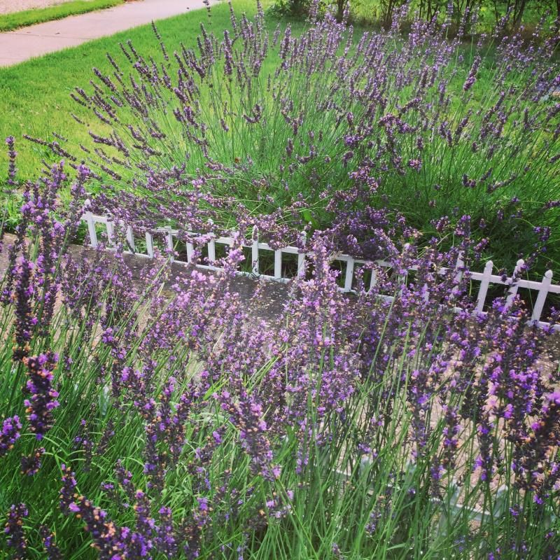 Phenomenal® Lavender - Stark Bro’s