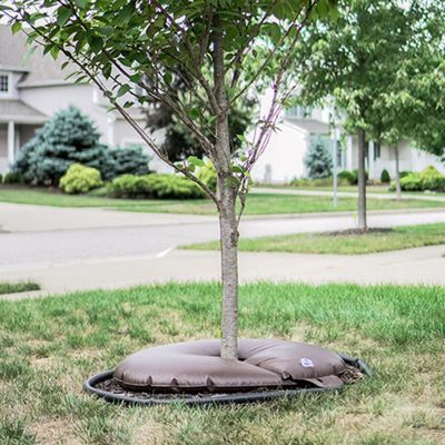 Columnar Fruit Trees from Stark Bro's