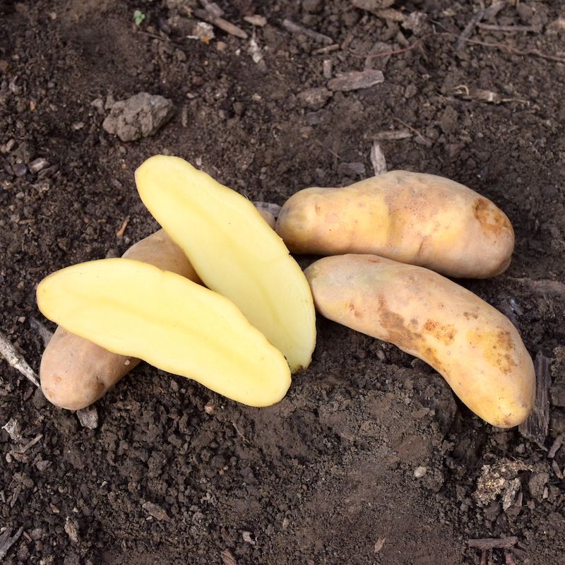 Russian Banana Fingerling Organic Seed Potato - Stark Bro's
