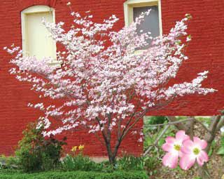 Dwarf Dogwood Tree