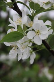 Snowdrift Flowering Crabapple Tree - Stark Bro’s