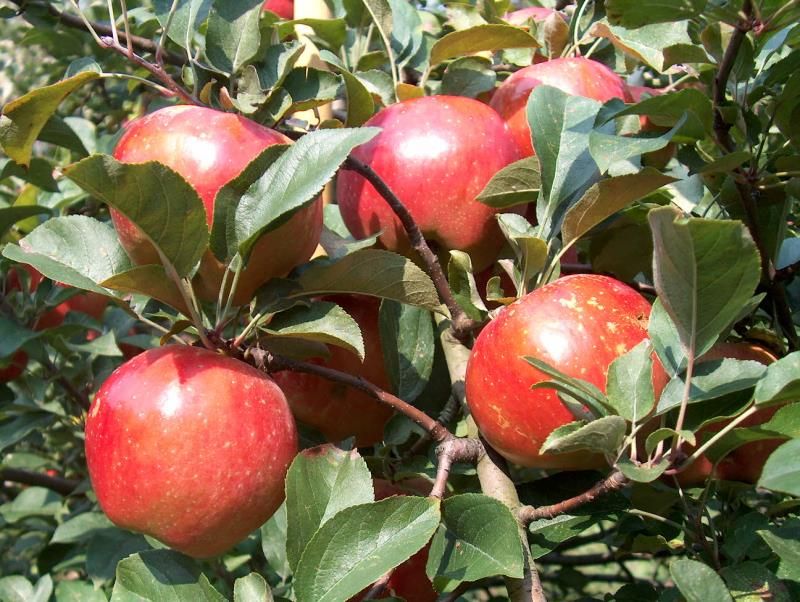 Stark® Ruby Darling™ Apple - Apple Trees - Stark Bro's