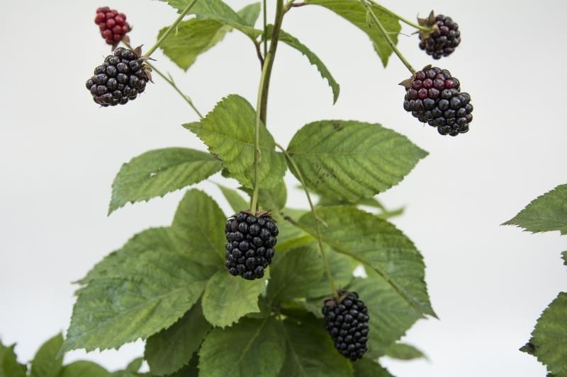 Bushel and Berry® Baby Cakes® Blackberry Plants - Stark Bro's