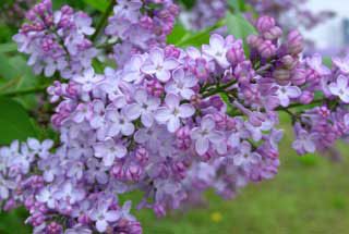 Fragrant Purple Lilac - Stark Bro’s
