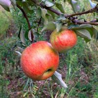 Honeycrisp Cross Apple Trees from Stark Bro's - Apple Trees For Sale