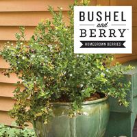 Bushel and Berry® Homegrown Berries at Stark Bro's
