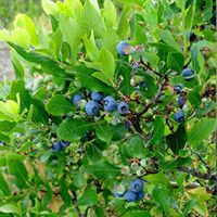 Patio Blueberry Plants from Stark Bro's - Dwarf Blueberry Plants