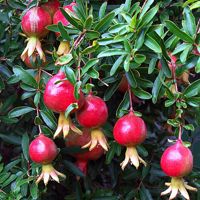 Pomegranate Trees from Stark Bro's