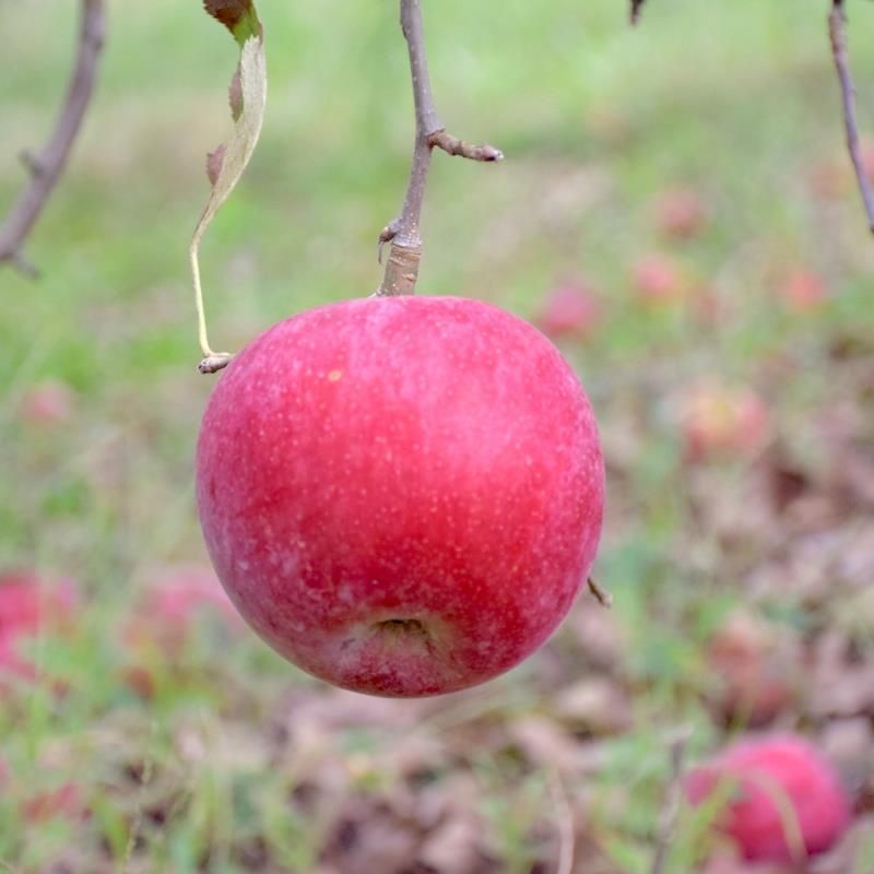 Stark® Red Romance™ Apple - Buy Apple Trees from Stark Bro's