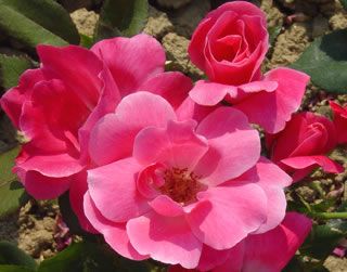 Pink Knock Out® Rose - Stark Bro’s