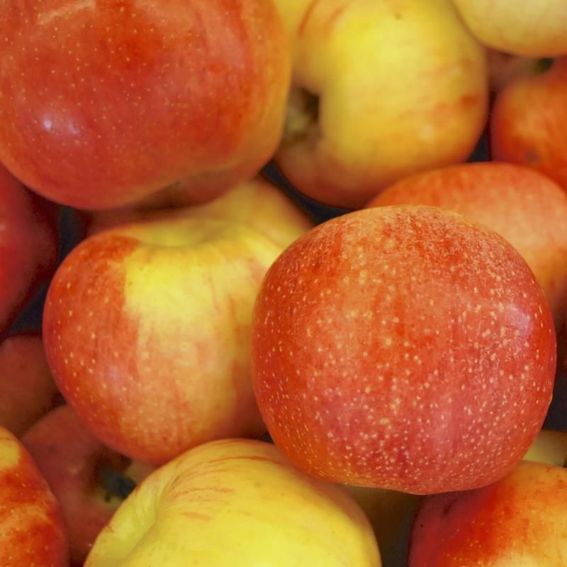 Stark® GrandGala™ Apple Tree - Stark Bro’s