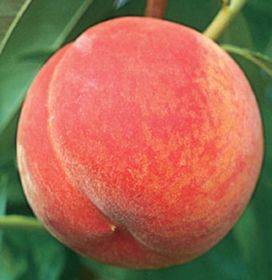 GaLa Peach Tree - Stark Bro’s