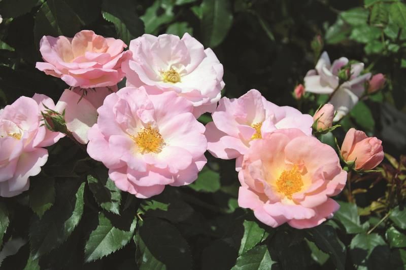 Peachy Knock Out® Rose - Stark Bro’s