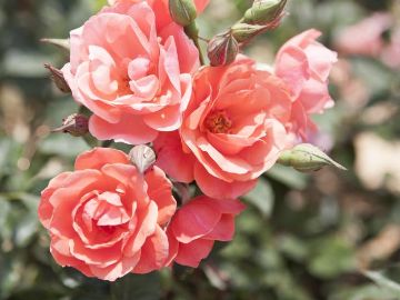 Coral Knock Out® Rose - Roses - Stark Bro’s