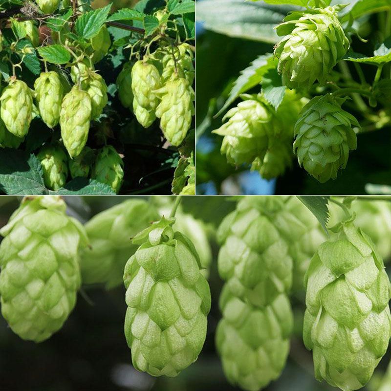 Top of the Hops Collection - Stark Bro’s