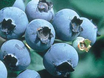 Legacy Blueberry - Blueberry Plants - Stark Bro’s