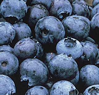 Bluejay Blueberry Plant - Stark Bro’s