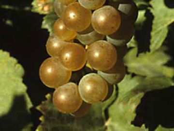 Golden Muscat Grape - Grape Vines - Stark Bro’s