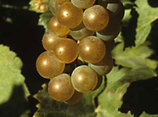 Golden Muscat Grape Vine - Stark Bro’s