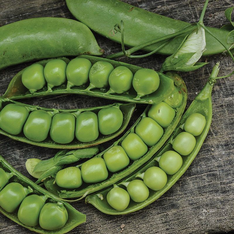 Sugar Snap Pea Seeds - Stark Bro's