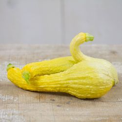 Fordhook Zucchini Summer Squash Seeds - Stark Bro's