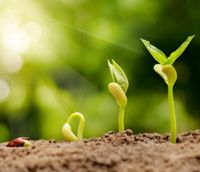 Heirloom Seeds from Stark Bro's - Herb & Vegetable Seeds