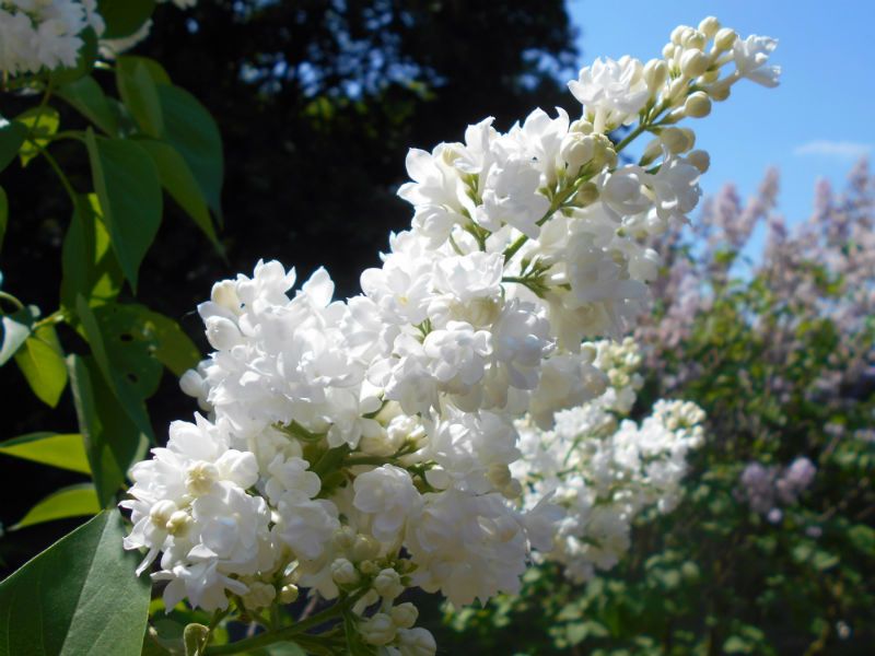 Miss Ellen Willmott Lilac - Stark Bro’s