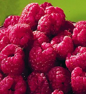 Lauren Red Raspberry Plant - Stark Bro’s