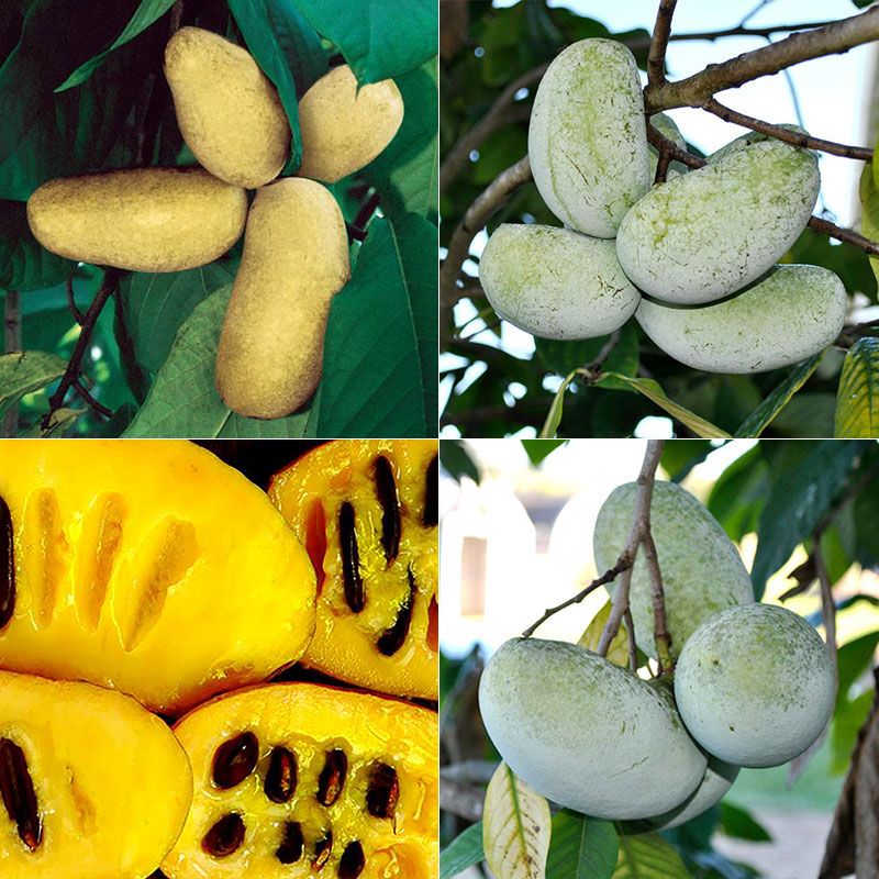 Perfect Pawpaw Tree Collection - Stark Bro’s