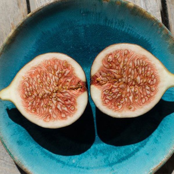 Italian Honey Fig Tree - Stark Bro’s