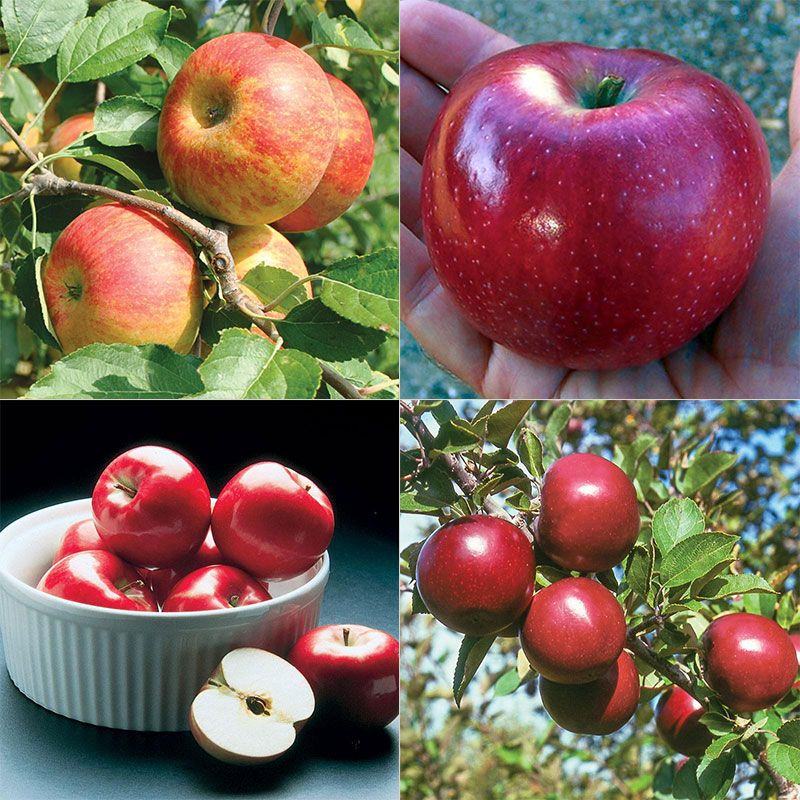 Organic Pie Apple Tree Collection - Apple Trees - Stark Bro’s