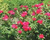 Knock Out® Roses For Sale - Knock Out® Roses from Stark Bro's