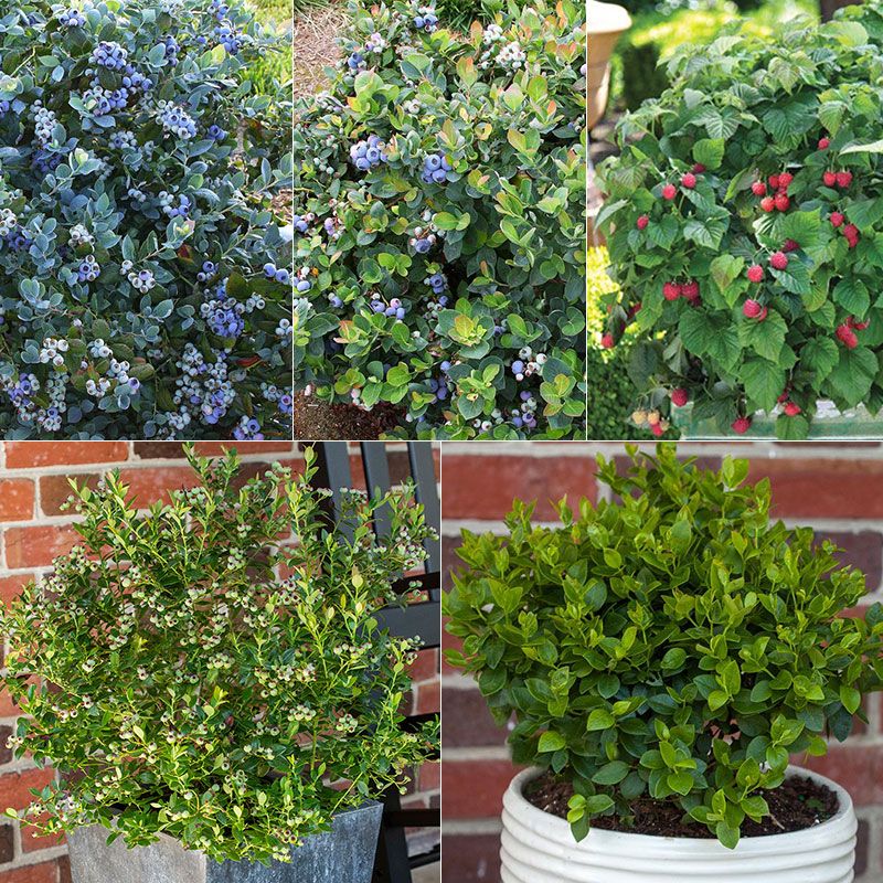 Premium Patio Berry Assortment - Stark Bro’s